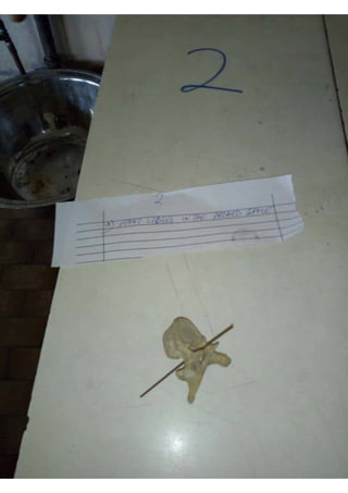 The steeplechase exam in Human Anatomy practical | PDF