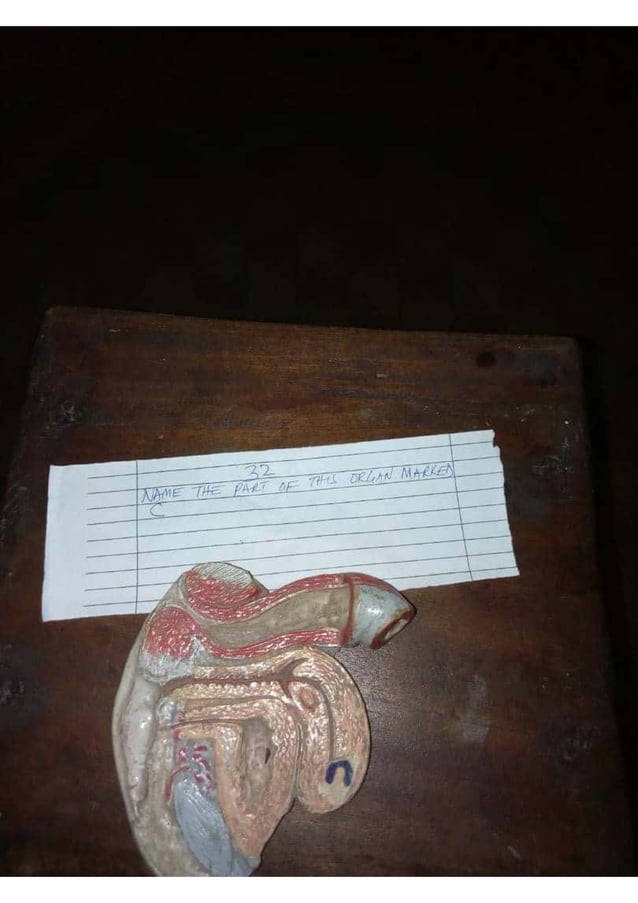 The steeplechase exam in Human Anatomy practical | PDF