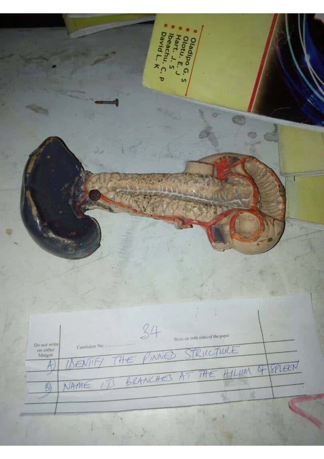 The steeplechase exam in Human Anatomy practical | PDF