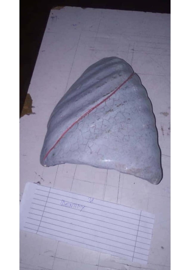 The steeplechase exam in Human Anatomy practical | PDF