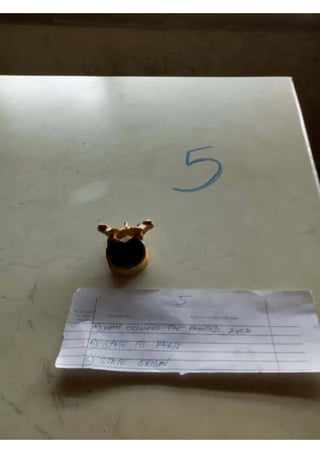 The steeplechase exam in Human Anatomy practical | PDF