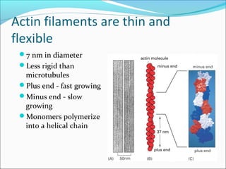 Orji`s presentation actin filament | PPT