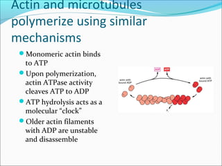 Orji`s presentation actin filament | PPT