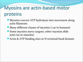 Orji`s presentation actin filament | PPT