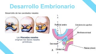 ANATOMIA, FISIOLOGIA DE LA NARIZ Y SENOS PARANASALES | PPTX