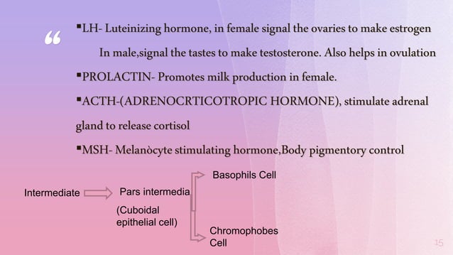 Morphology of endocrine tissue | PPT