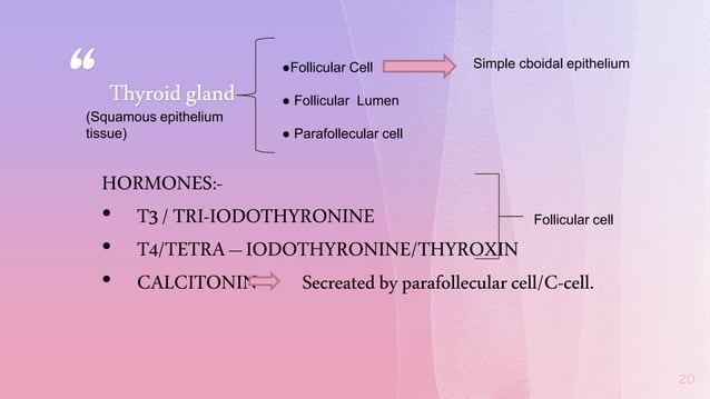Morphology of endocrine tissue | PPT