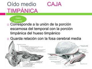 anatomía oído | PPTX