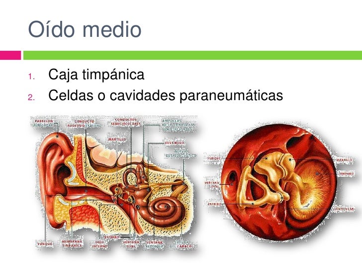 anatomía oído