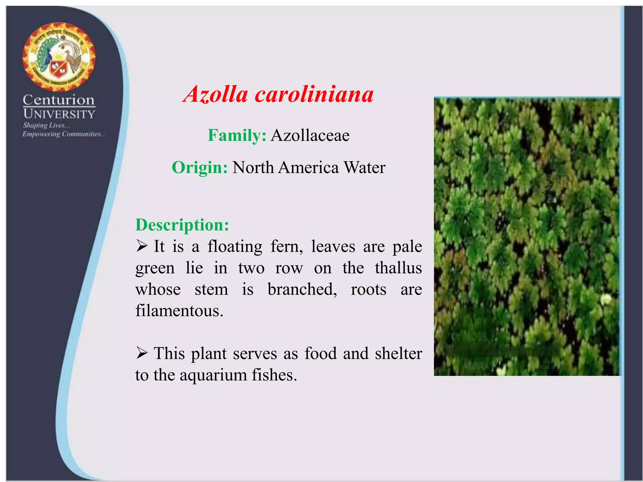 Ornamental aquatic plants and their propagation | PPTX