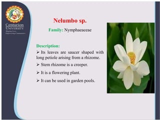 Ornamental aquatic plants and their propagation | PPTX