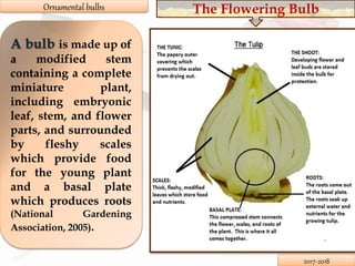 Ornamental bulbs | PPTX