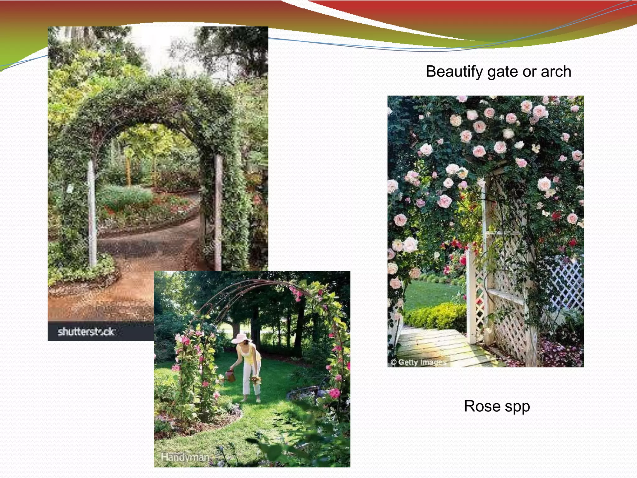 Ornamental climber and landscaping use | PDF