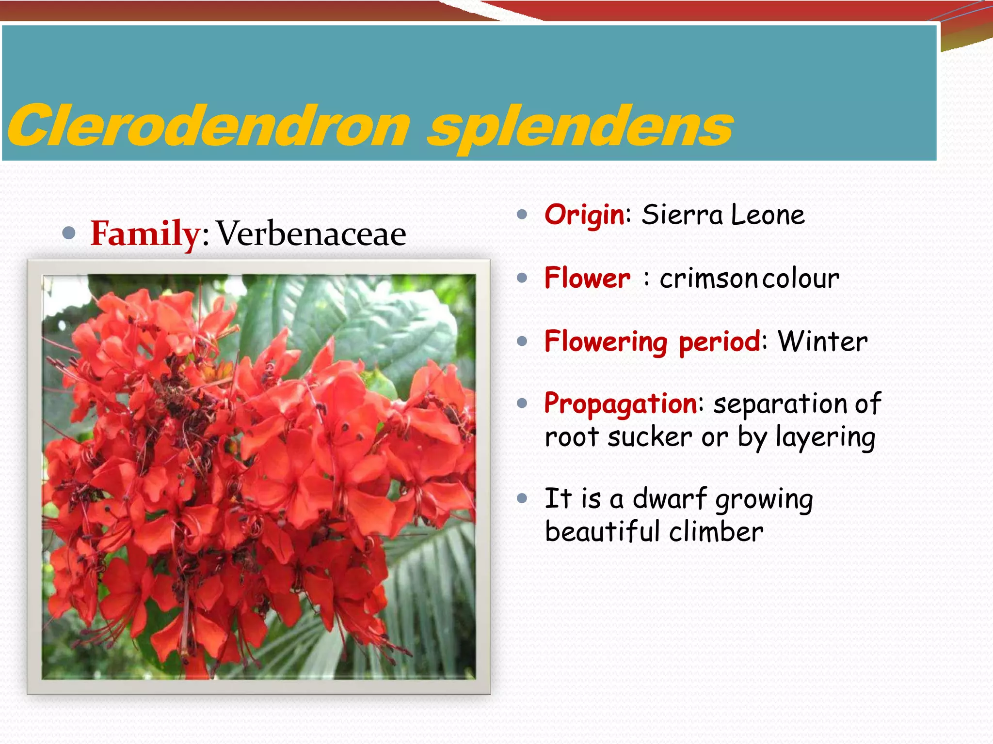 Ornamental climber and landscaping use | PDF