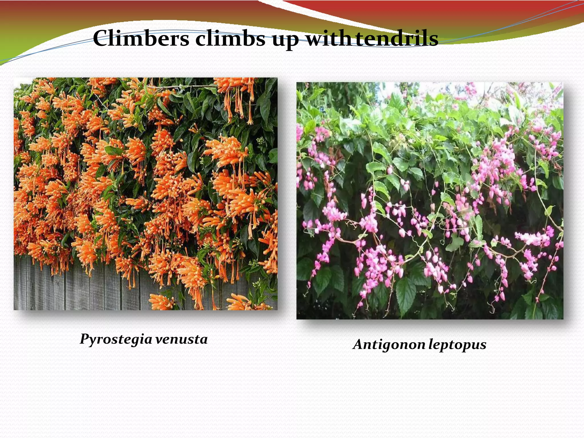 Ornamental climber and landscaping use | PDF