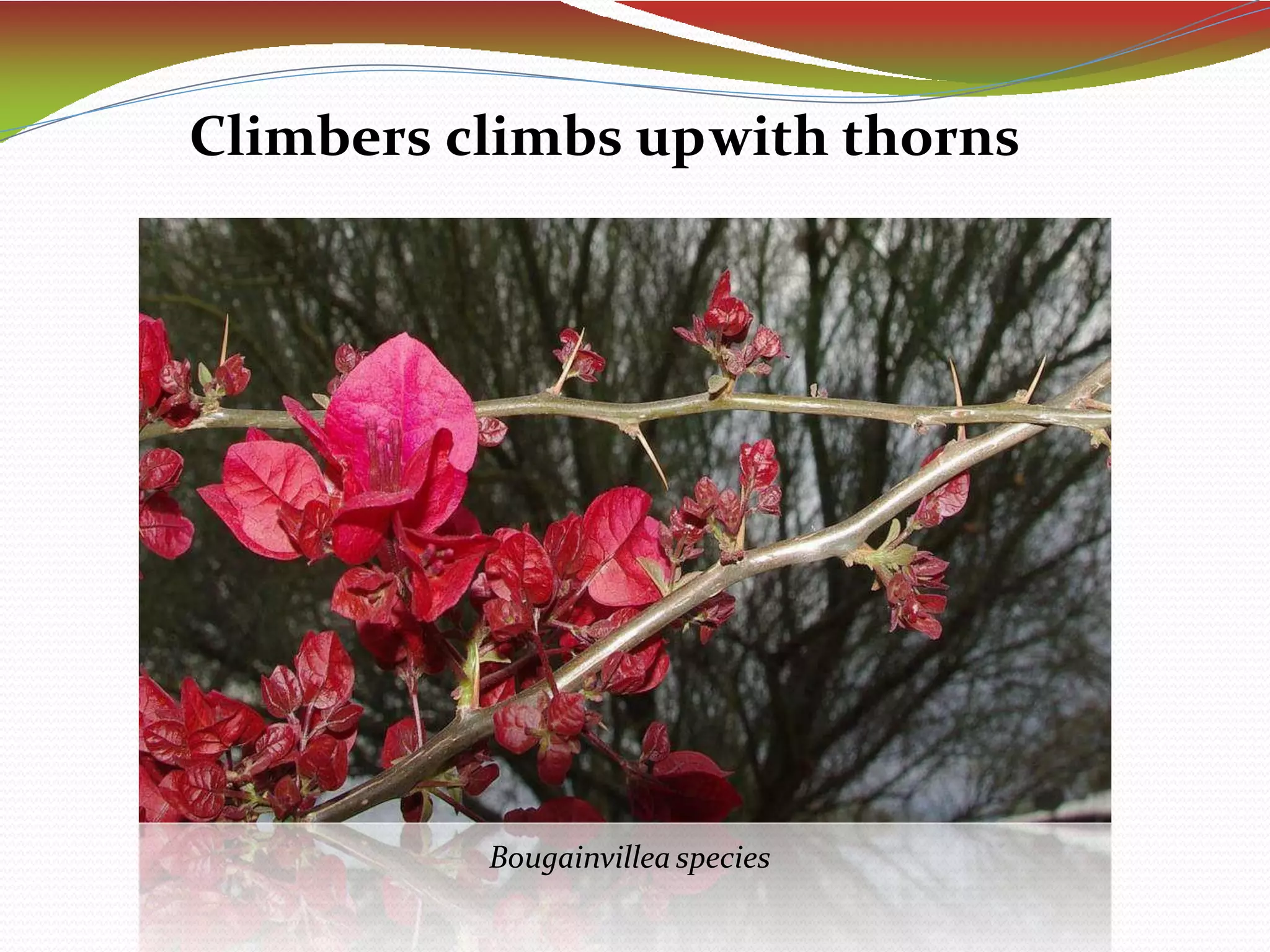 Ornamental climber and landscaping use | PDF