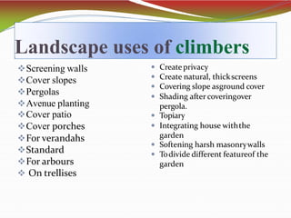 Ornamental climber and landscaping use | PDF