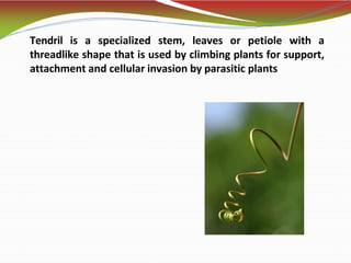 Ornamental climber and landscaping use | PDF