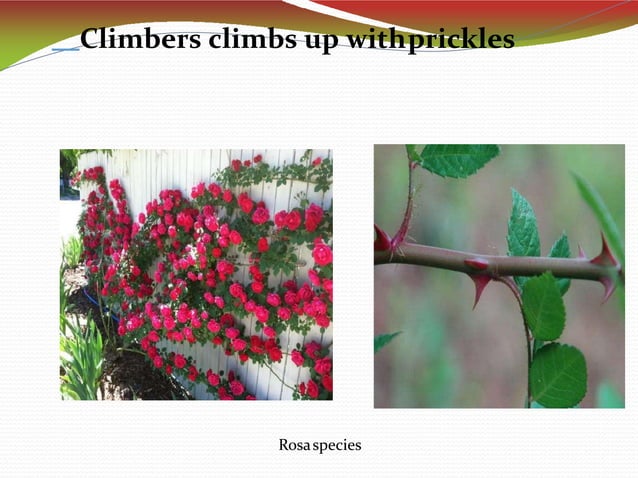 Ornamental climber and landscaping use | PDF