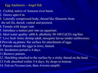 Ornamental fish breeding | PPT