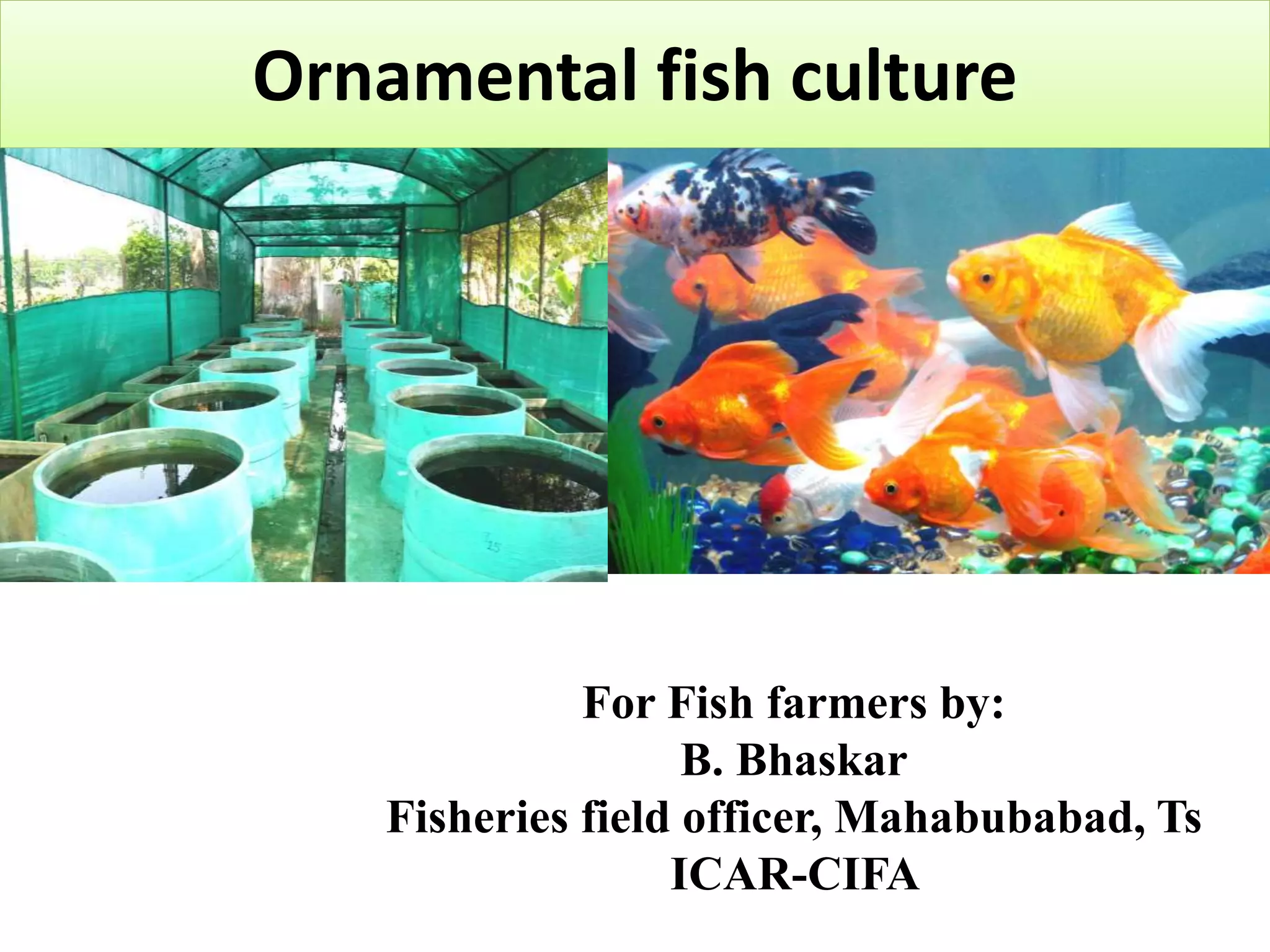 Ornamental fish culture | PPTX