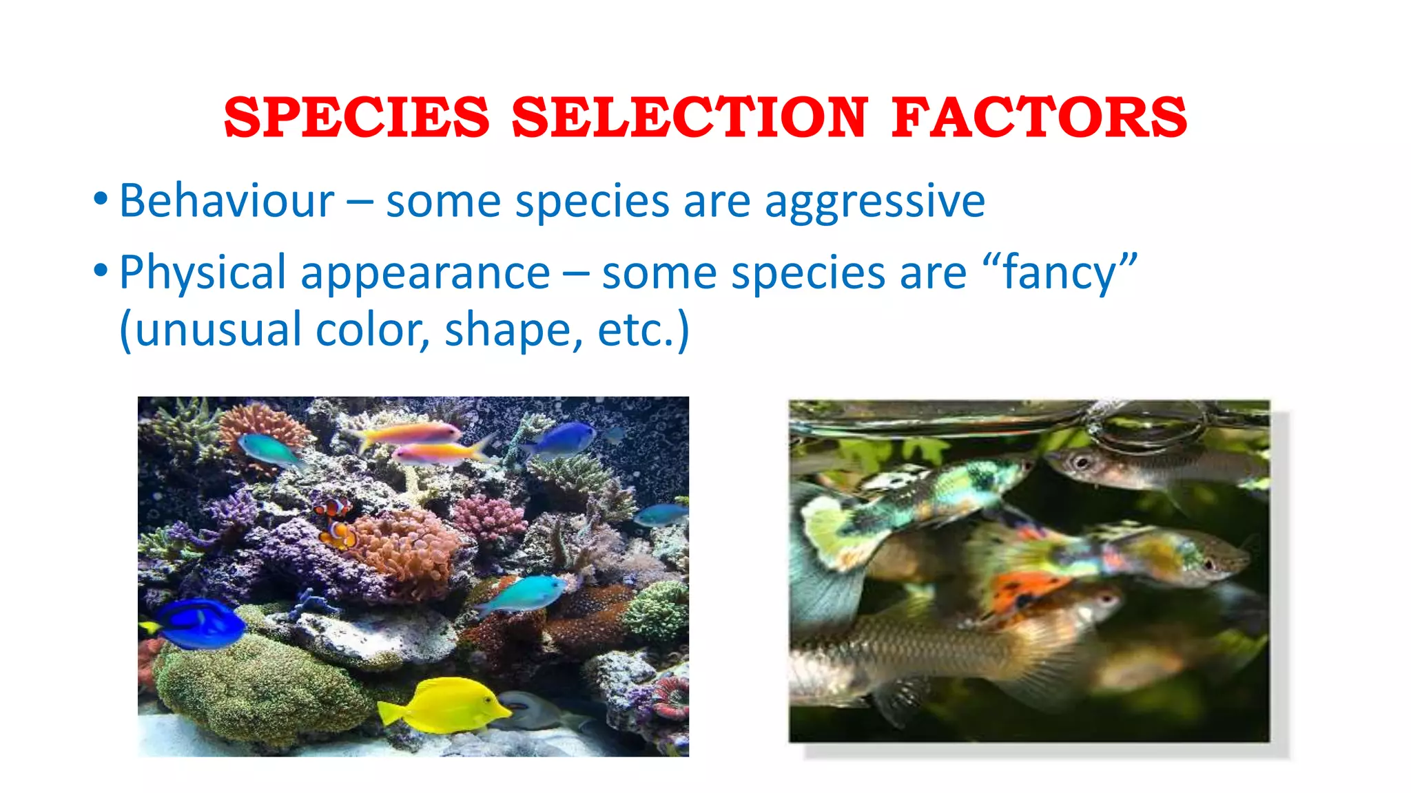 Ornamental fish culture | PPT