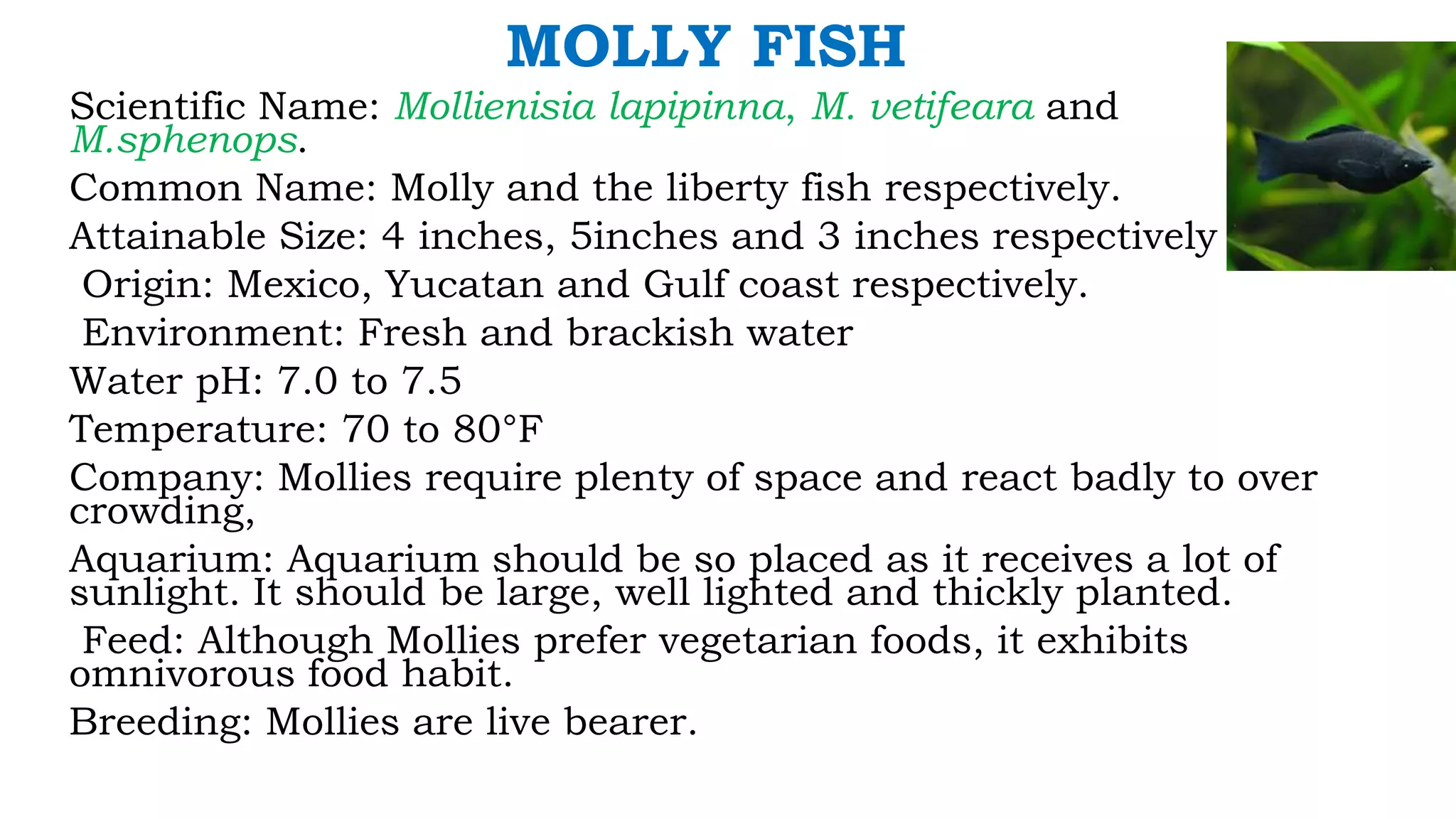 Ornamental fish culture | PPT