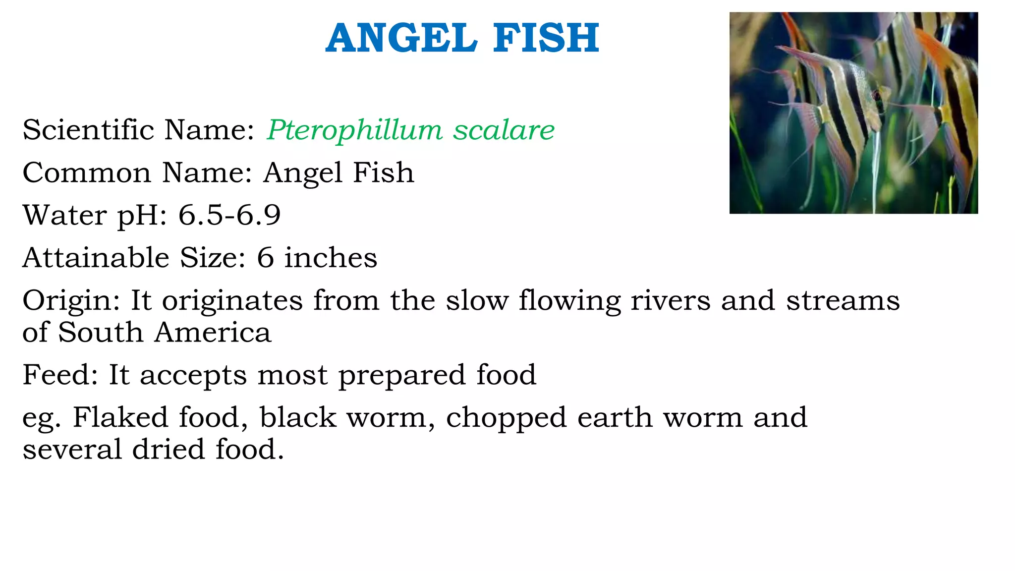 Ornamental fish culture | PPT