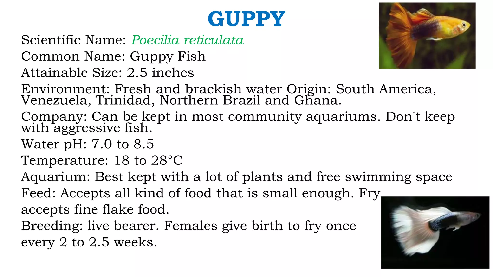 Ornamental fish culture | PPT