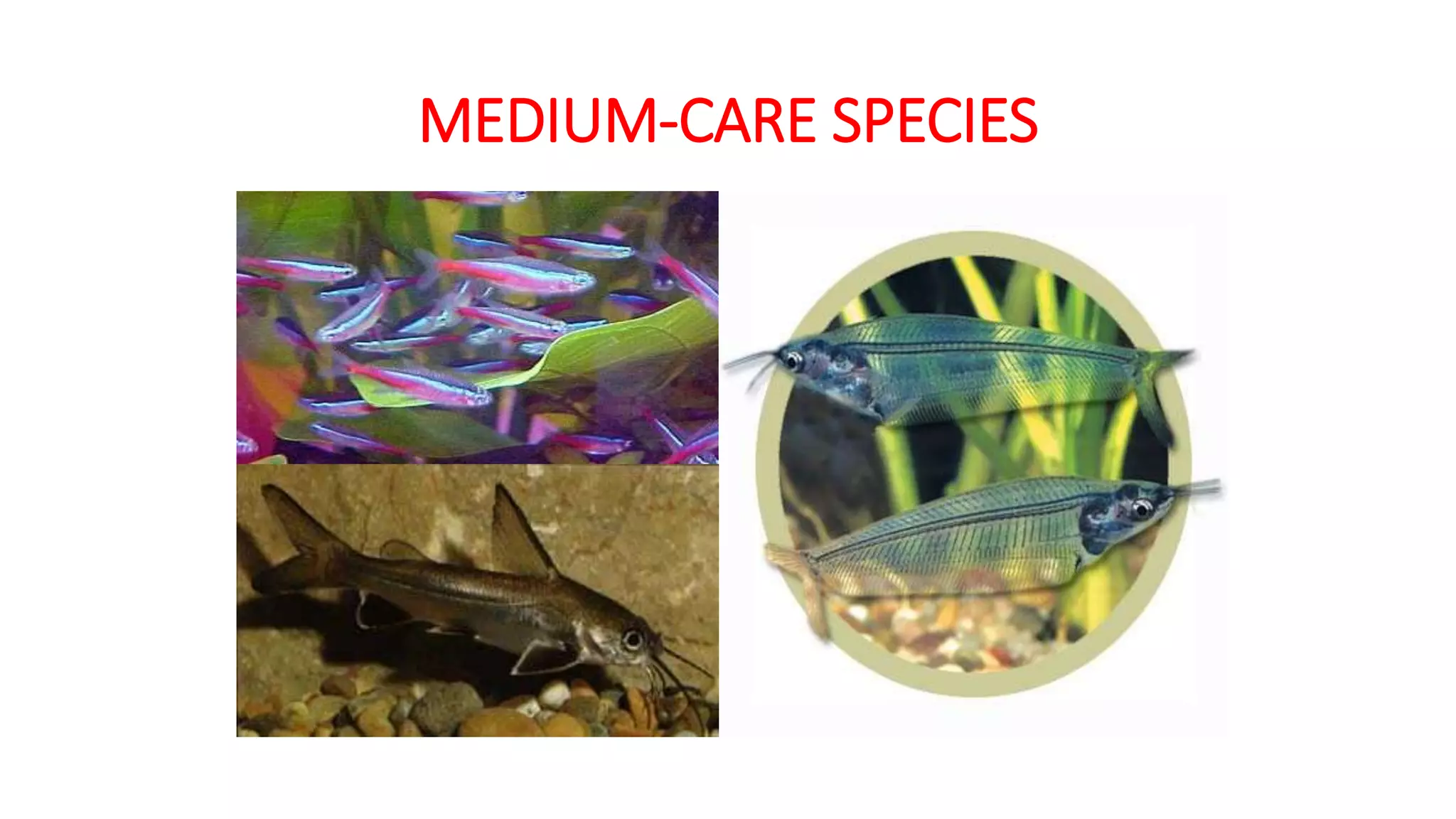 Ornamental fish culture | PPT