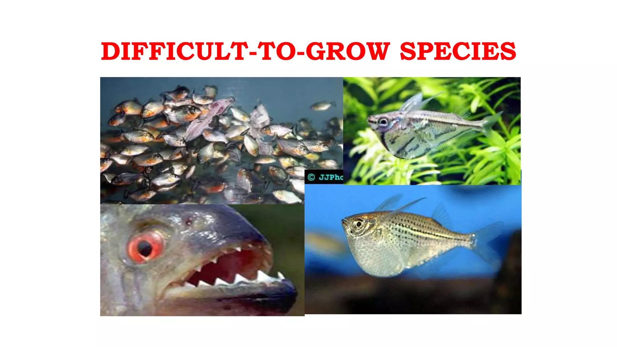 Ornamental fish culture | PPT