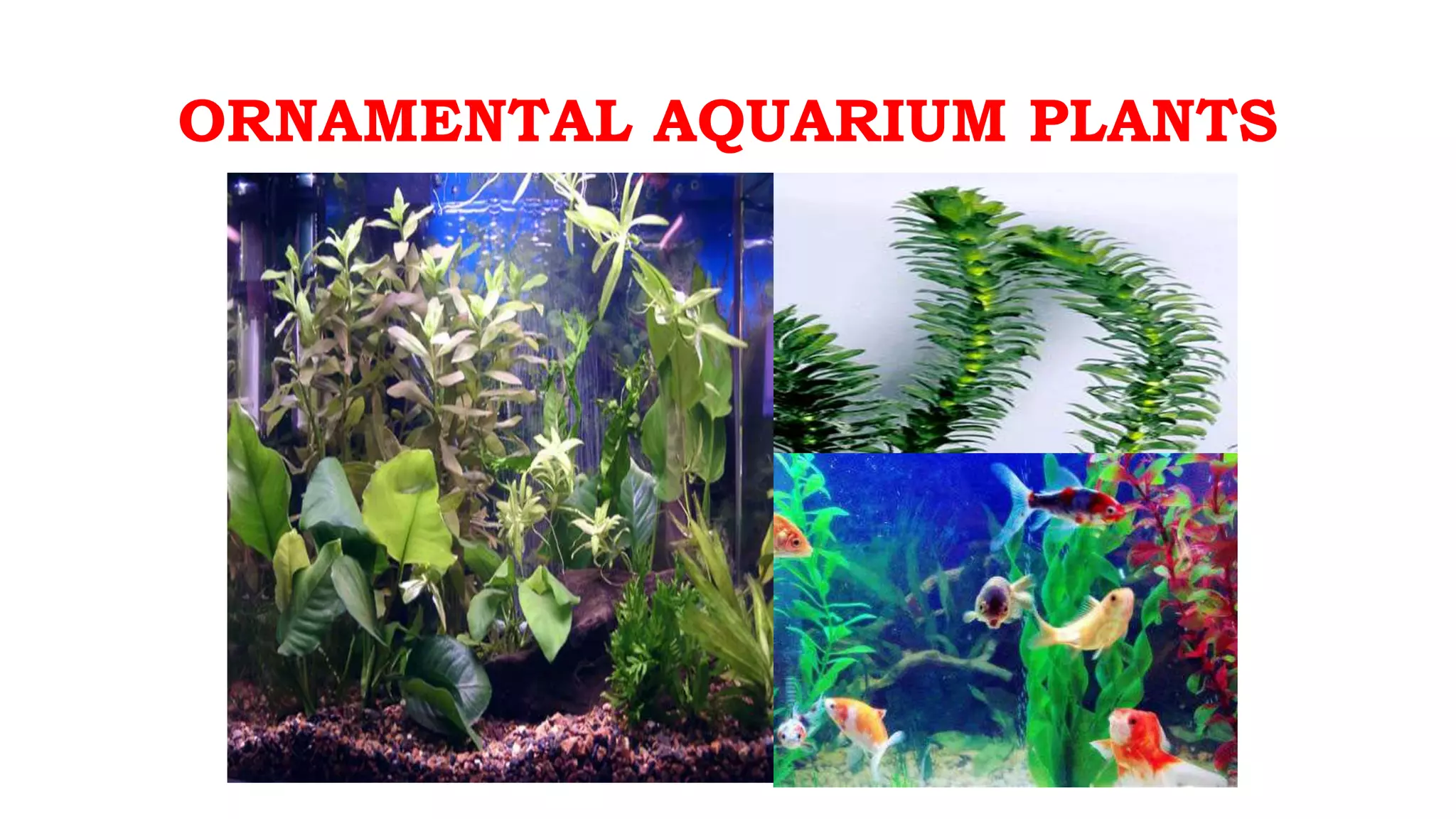 Ornamental fish culture | PPT