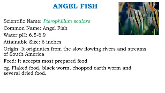 Ornamental fish culture | PPT