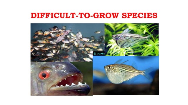 Ornamental fish culture | PPT