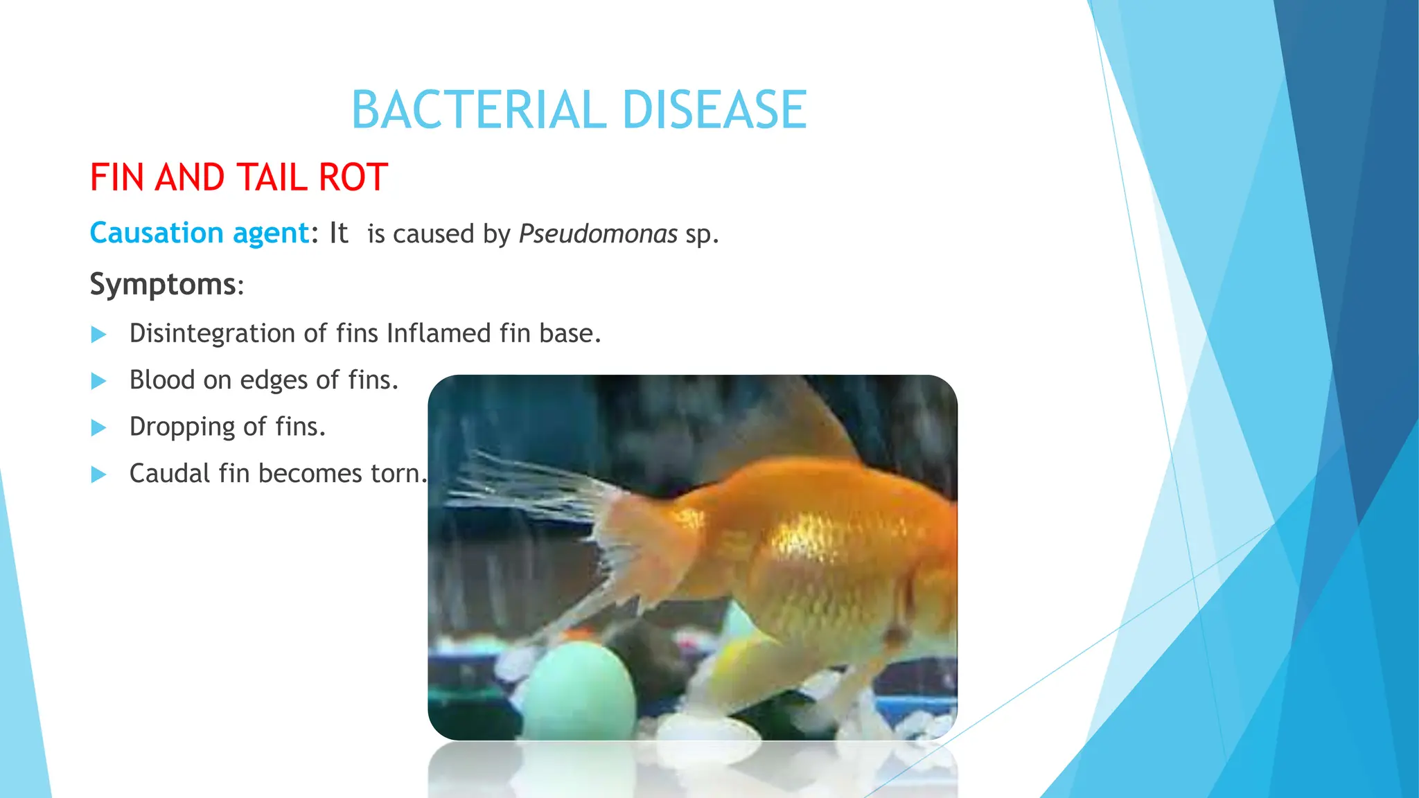Different types of Ornamental fish disease.pptx