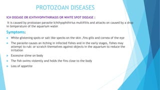 Different types of Ornamental fish disease.pptx