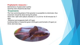 Different types of Ornamental fish disease.pptx