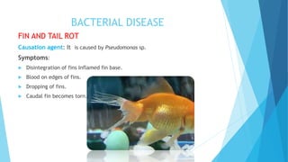 Different types of Ornamental fish disease.pptx