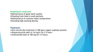 Different types of Ornamental fish disease.pptx