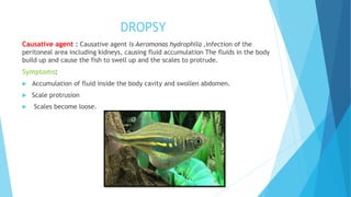 Different types of Ornamental fish disease.pptx