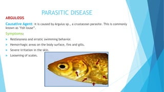 Different types of Ornamental fish disease.pptx | Infectious Diseases ...