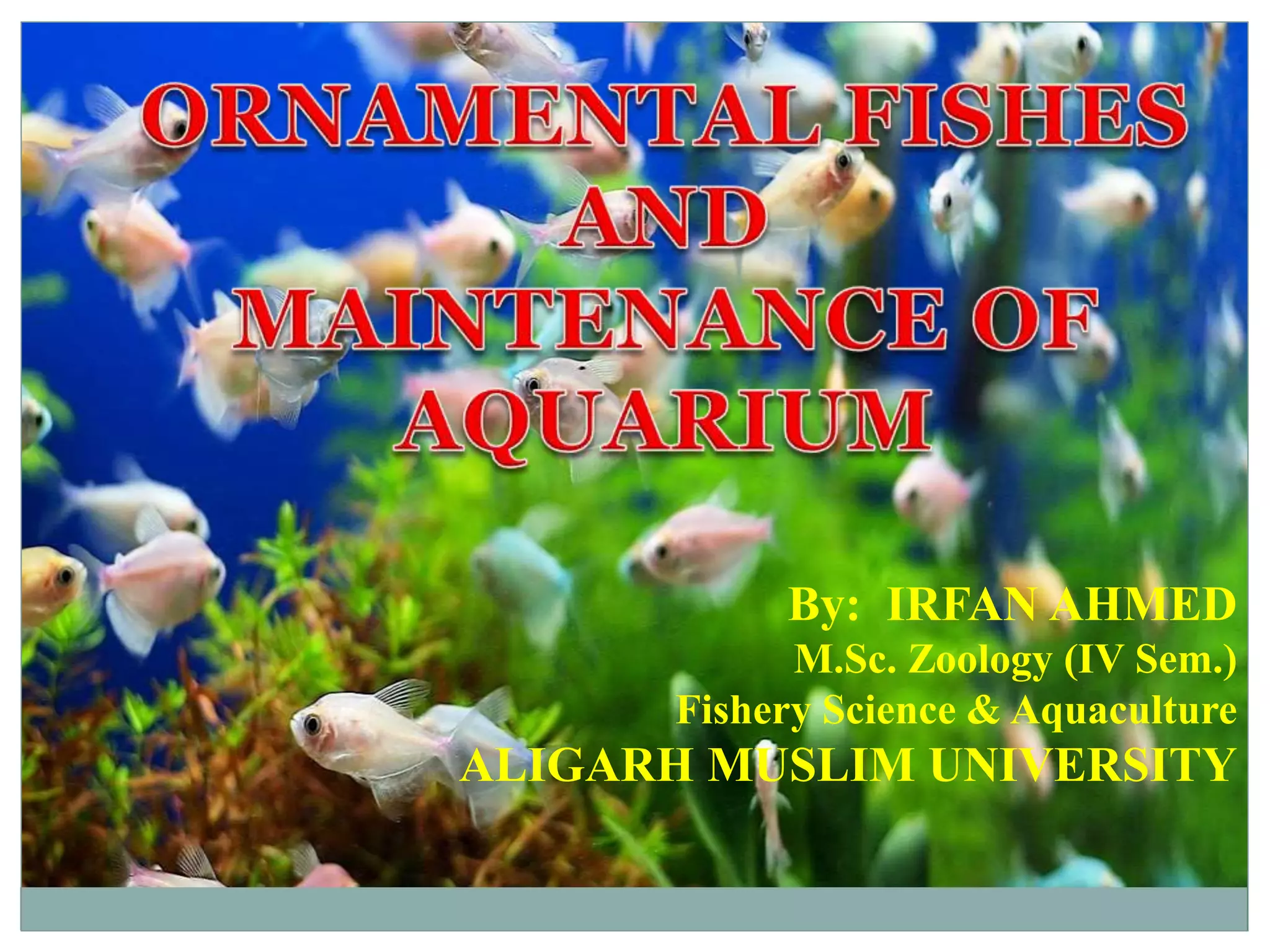 Ornamental fishes and maintainance of aquculture by irfan paswal | PPTX
