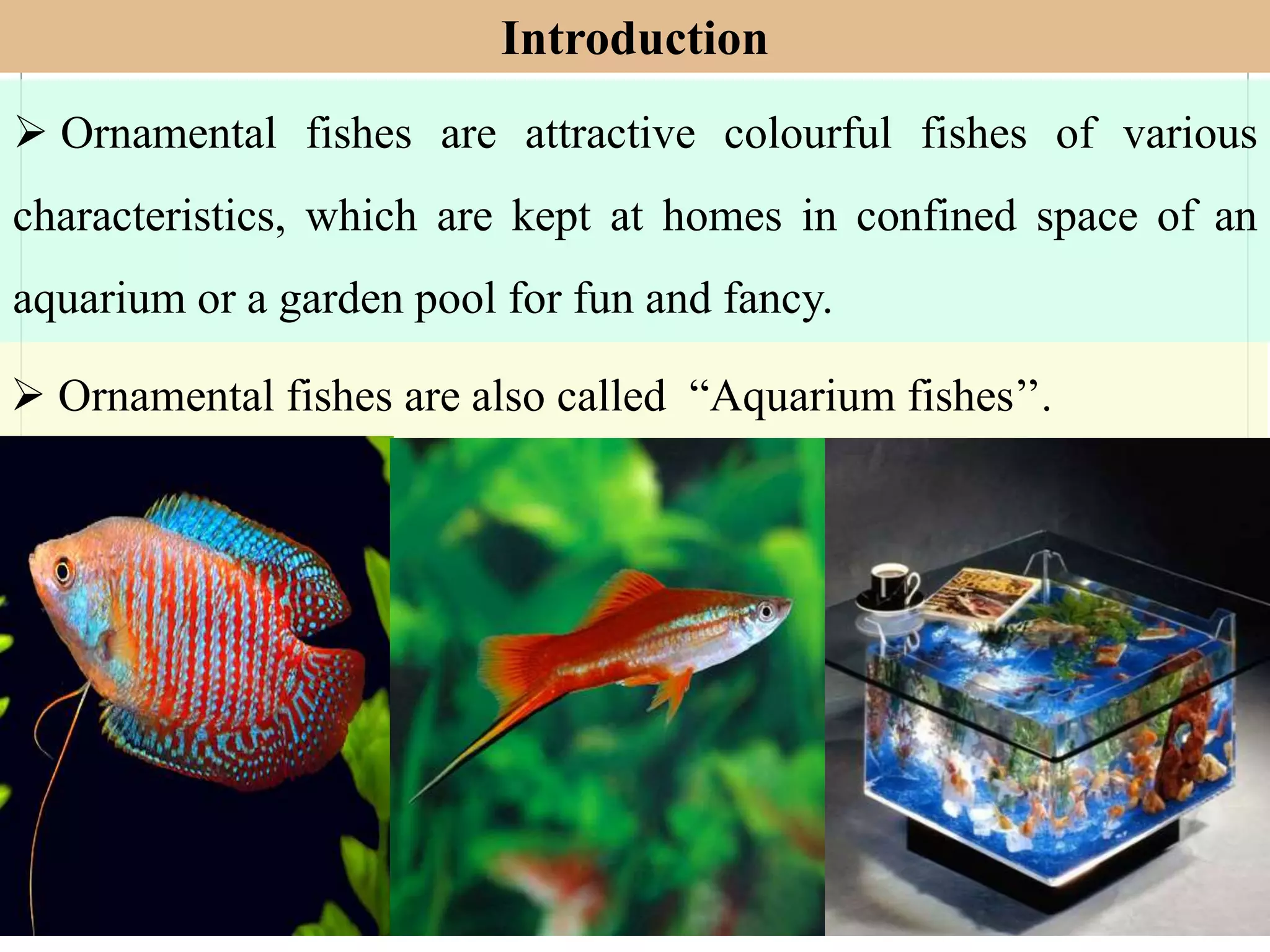Ornamental fishes and maintainance of aquculture by irfan paswal | PPTX