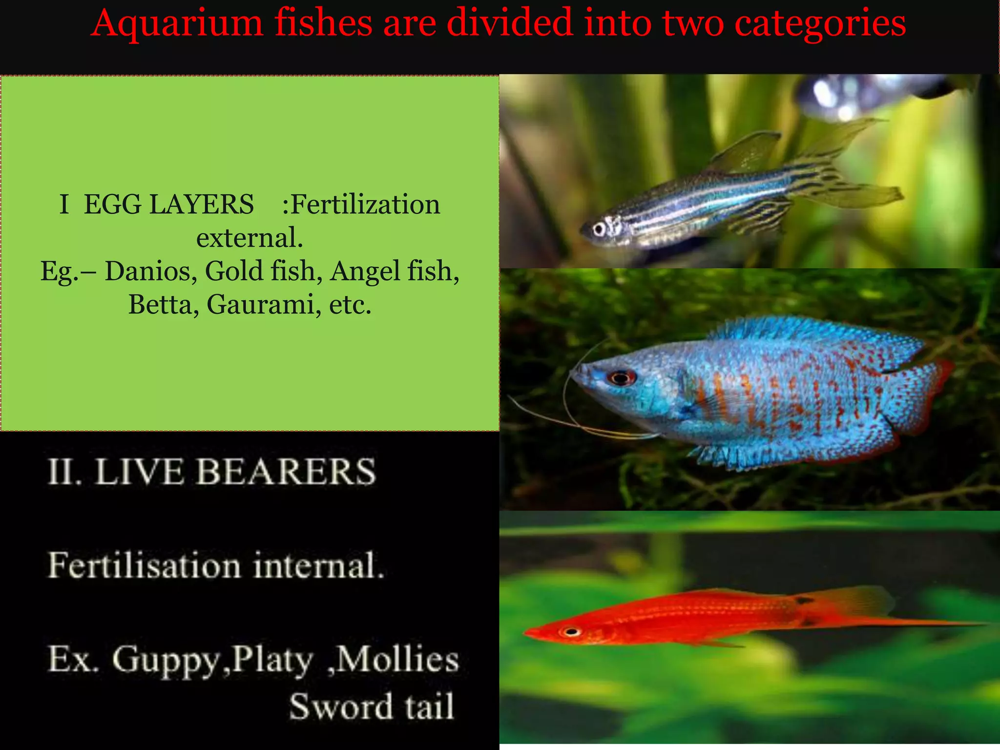 Ornamental fishes and maintainance of aquculture by irfan paswal | PPTX