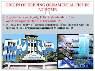 Ornamental fishes and maintainance of aquculture by irfan paswal | PPTX