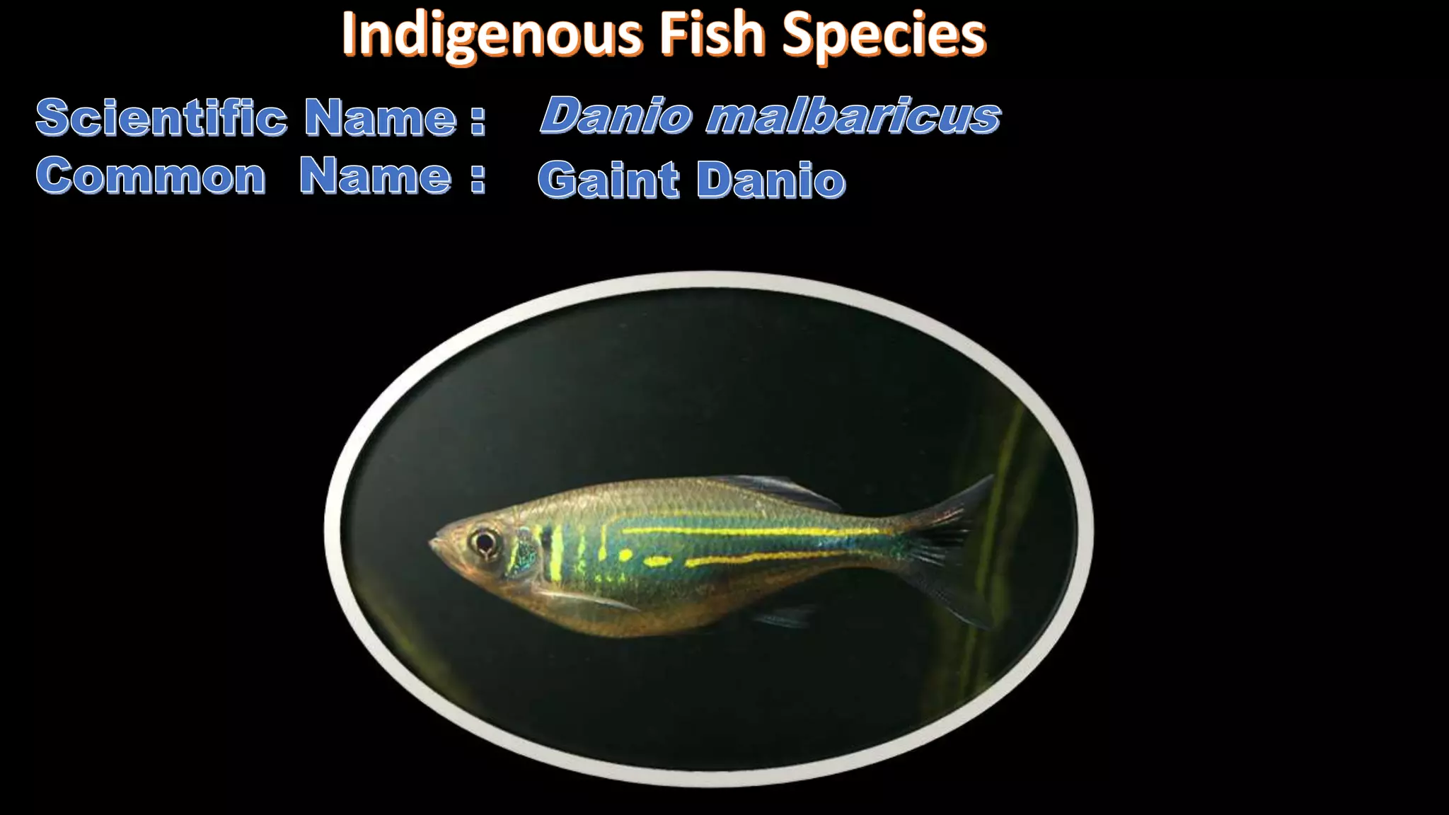 Ornamental Fish Species Presentation | PPTX