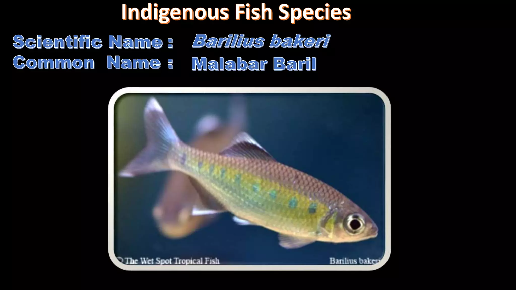 Ornamental Fish Species Presentation | PPTX