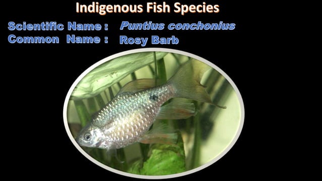 Ornamental Fish Species Presentation | PPTX | Fish and Aquariums | Pets