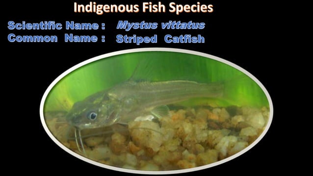 Ornamental Fish Species Presentation | PPTX | Fish and Aquariums | Pets