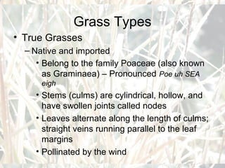 Ornamental grasses for master gardeners | PPT